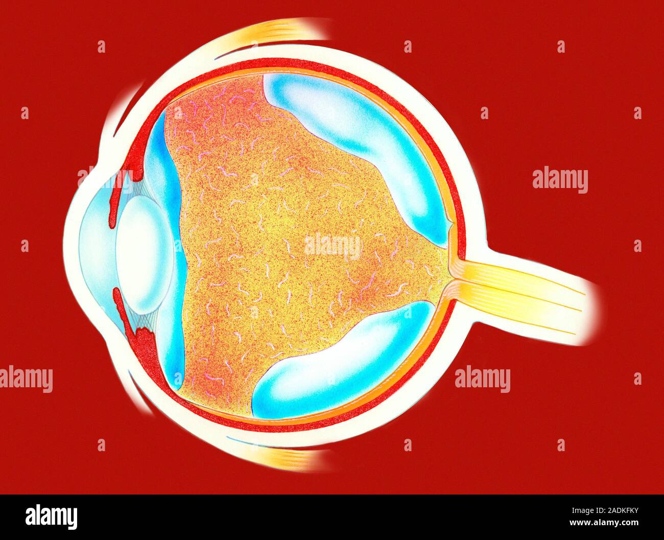 Eye. Artwork of a section through a healthy human eyeball. Light passes ...
