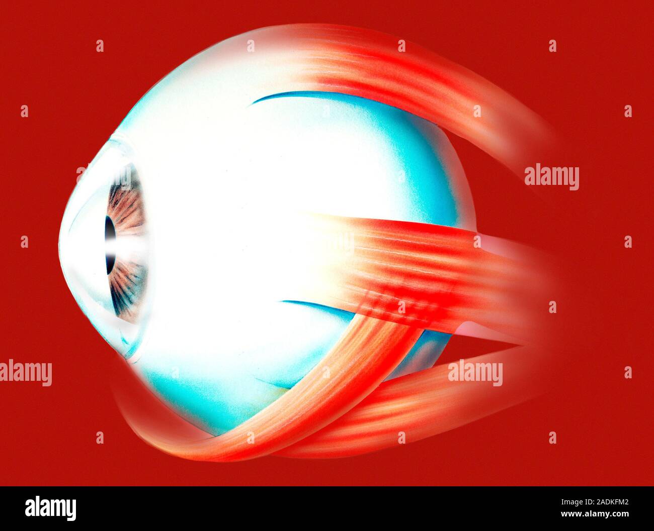 Eye. Artwork of a healthy human eyeball and its muscles (red). The ...