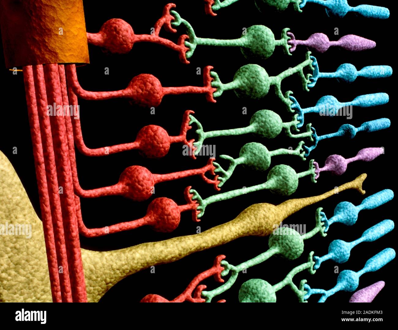 Retina. Computer model of part of a healthy human retina, the light ...