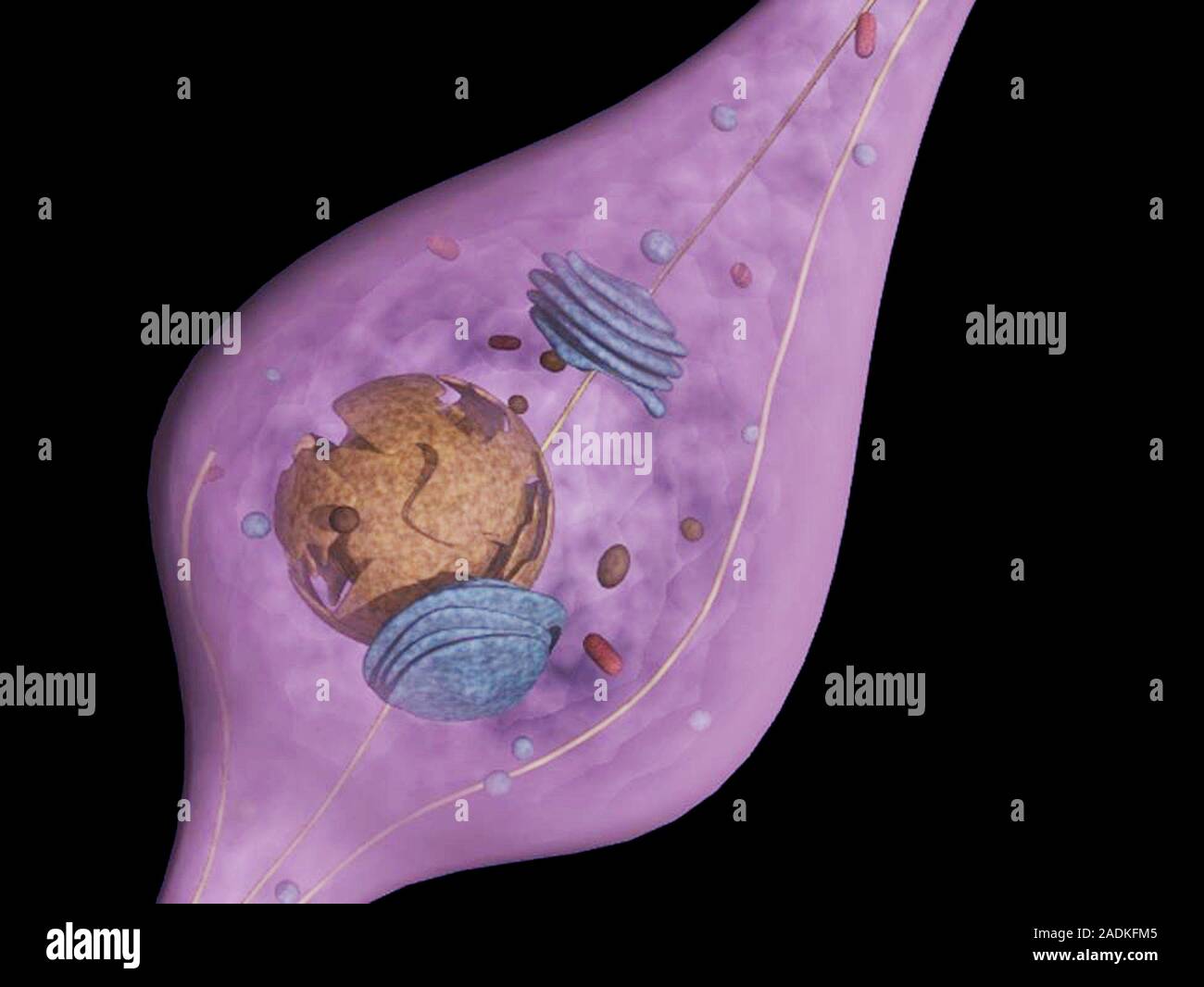 Cone cell. Computer model of the cell body of a cone nerve cell from ...