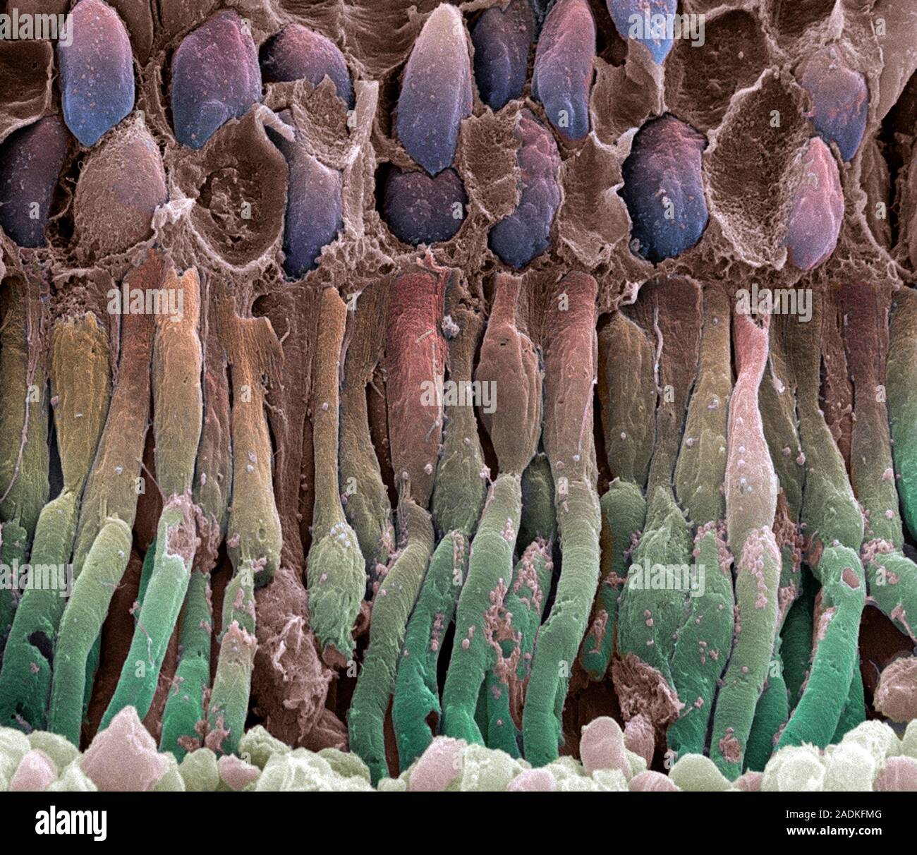 Retina rod cells. Coloured scanning electron micrograph (SEM) of a ...
