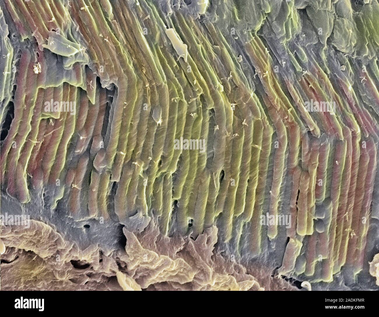 Retina rod cells. Coloured scanning electron micrograph (SEM) of a ...