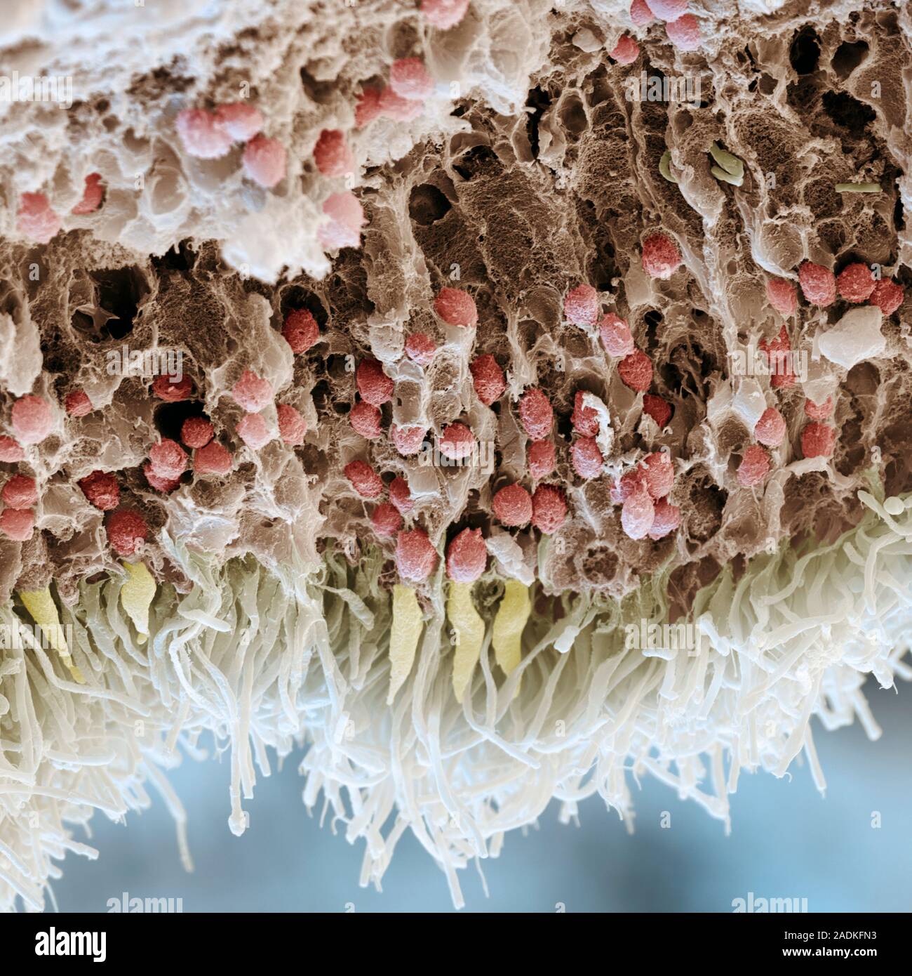 Retina. Coloured scanning electron micrograph (SEM) of a section ...