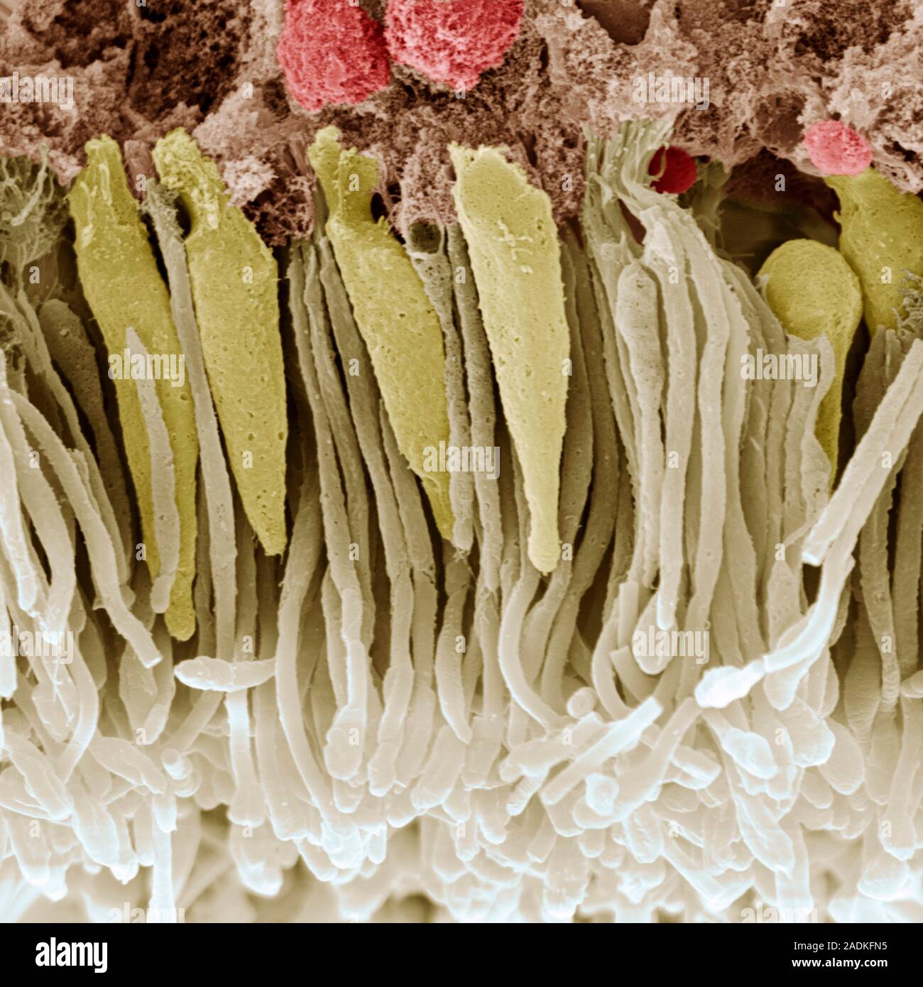 Retina rod and cone cells. Coloured scanning electron micrograph (SEM ...
