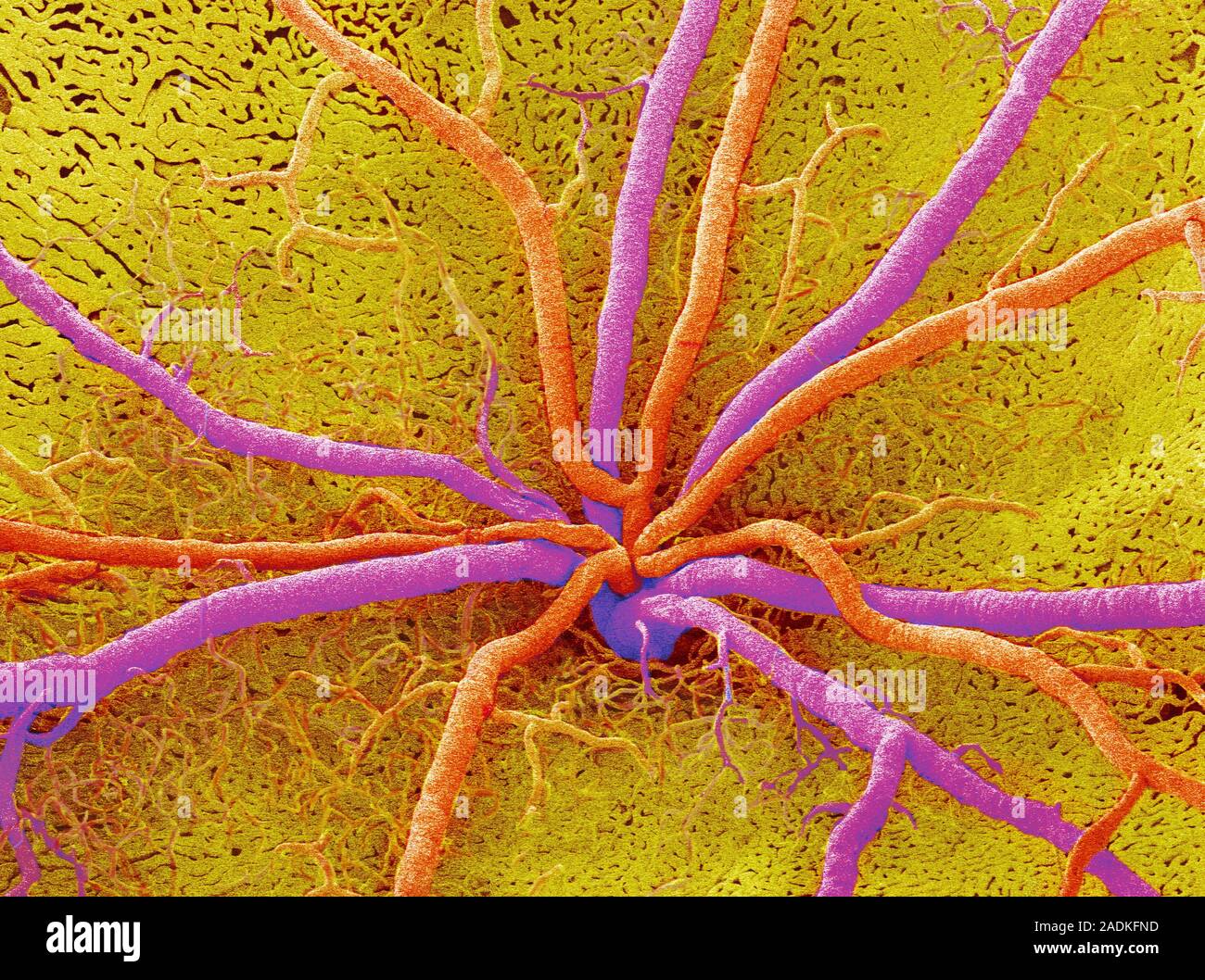 Retina. Coloured scanning electron micrograph (SEM) of a resin cast of ...