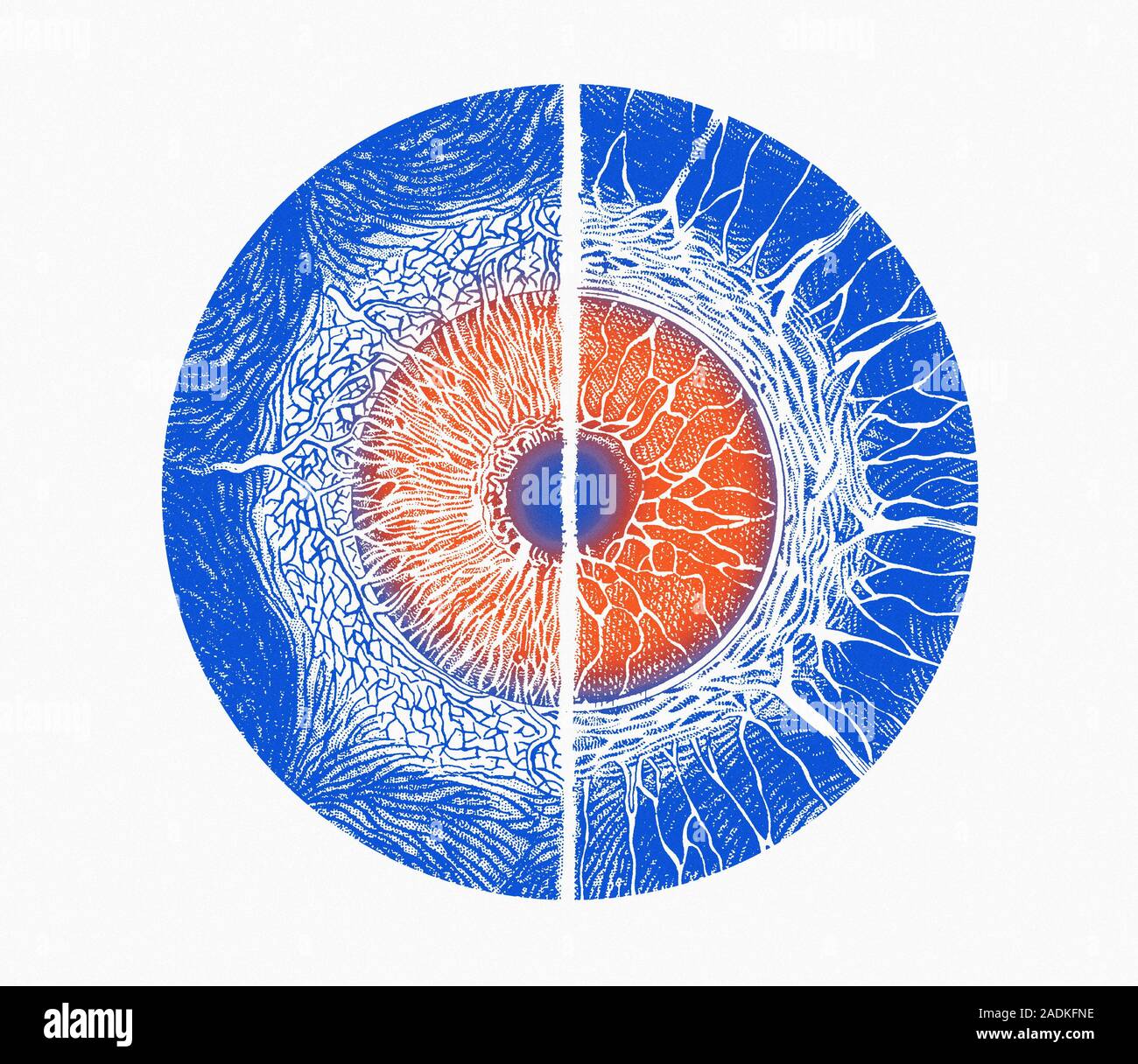 Human eye, computer artwork Stock Photo - Alamy