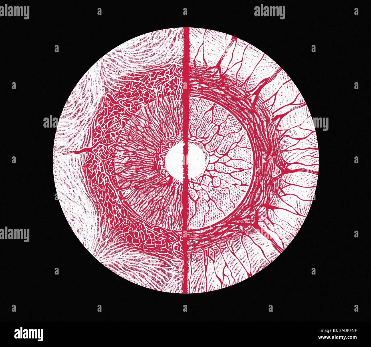 Human eye, computer artwork Stock Photo - Alamy