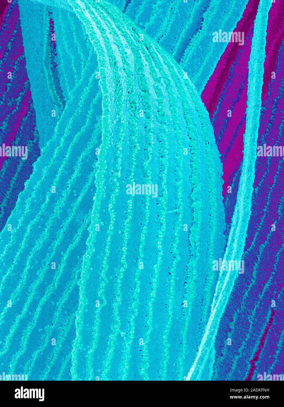 Lens fibre from an eye. Coloured scanning electron micrograph (SEM) of ...