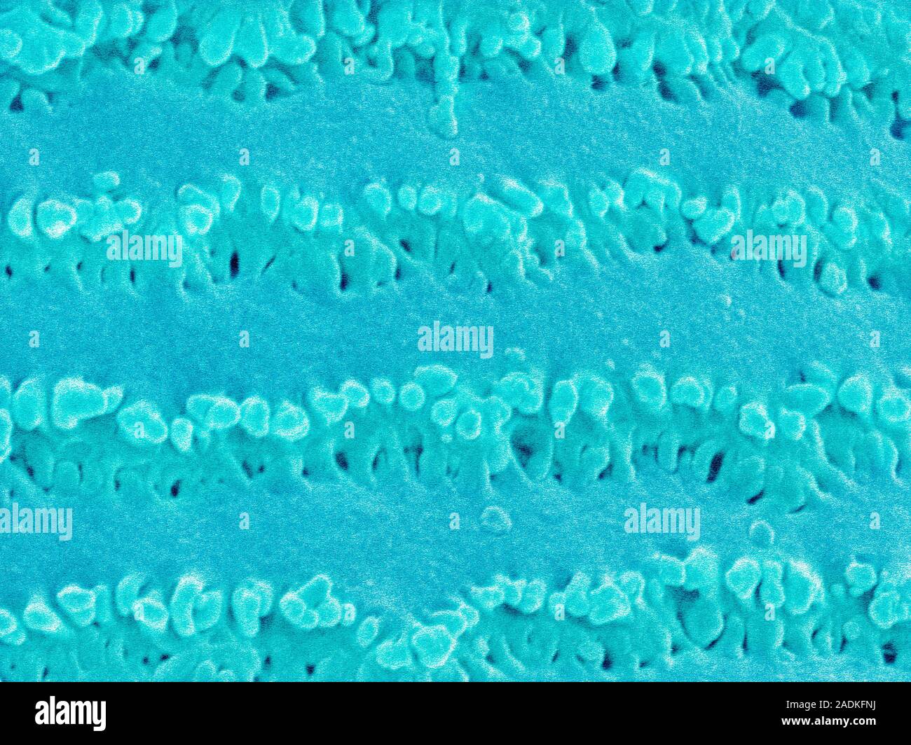 Lens fibre from an eye. Coloured scanning electron micrograph (SEM) of ...