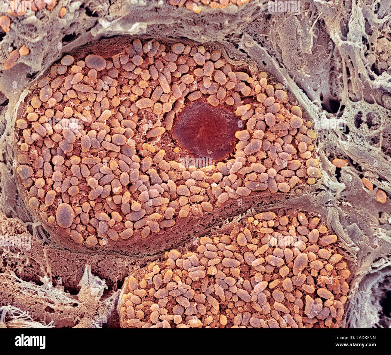 Choroid layer of the eye. Coloured scanning electron micrograph (SEM ...