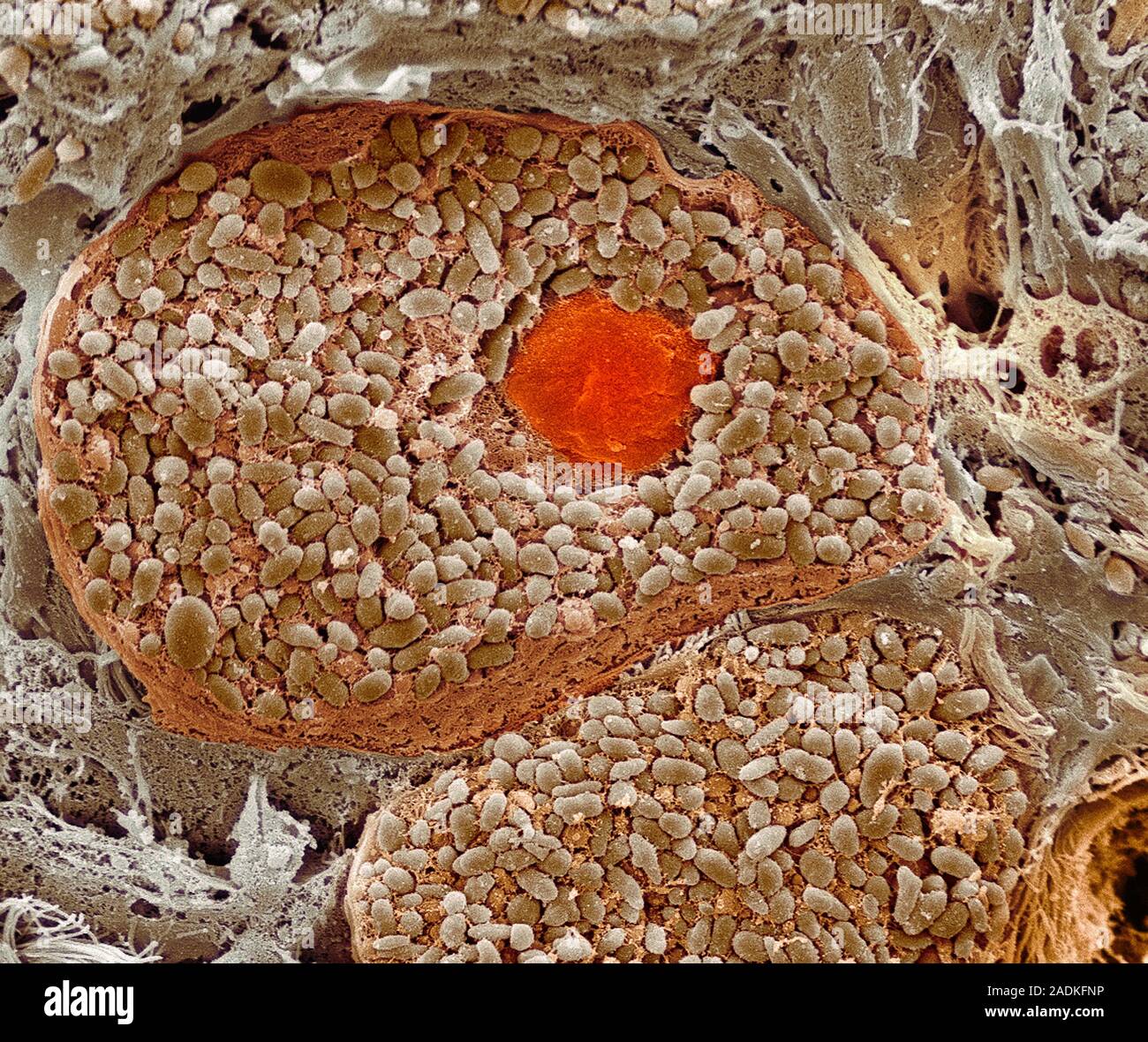 Choroid layer of the eye. Coloured scanning electron micrograph (SEM ...