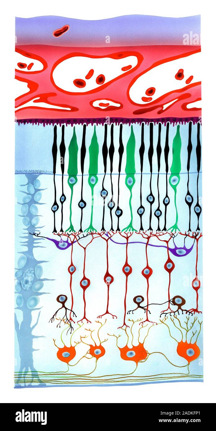 Retinal structure, artwork. Light falling on the retina passes from ...