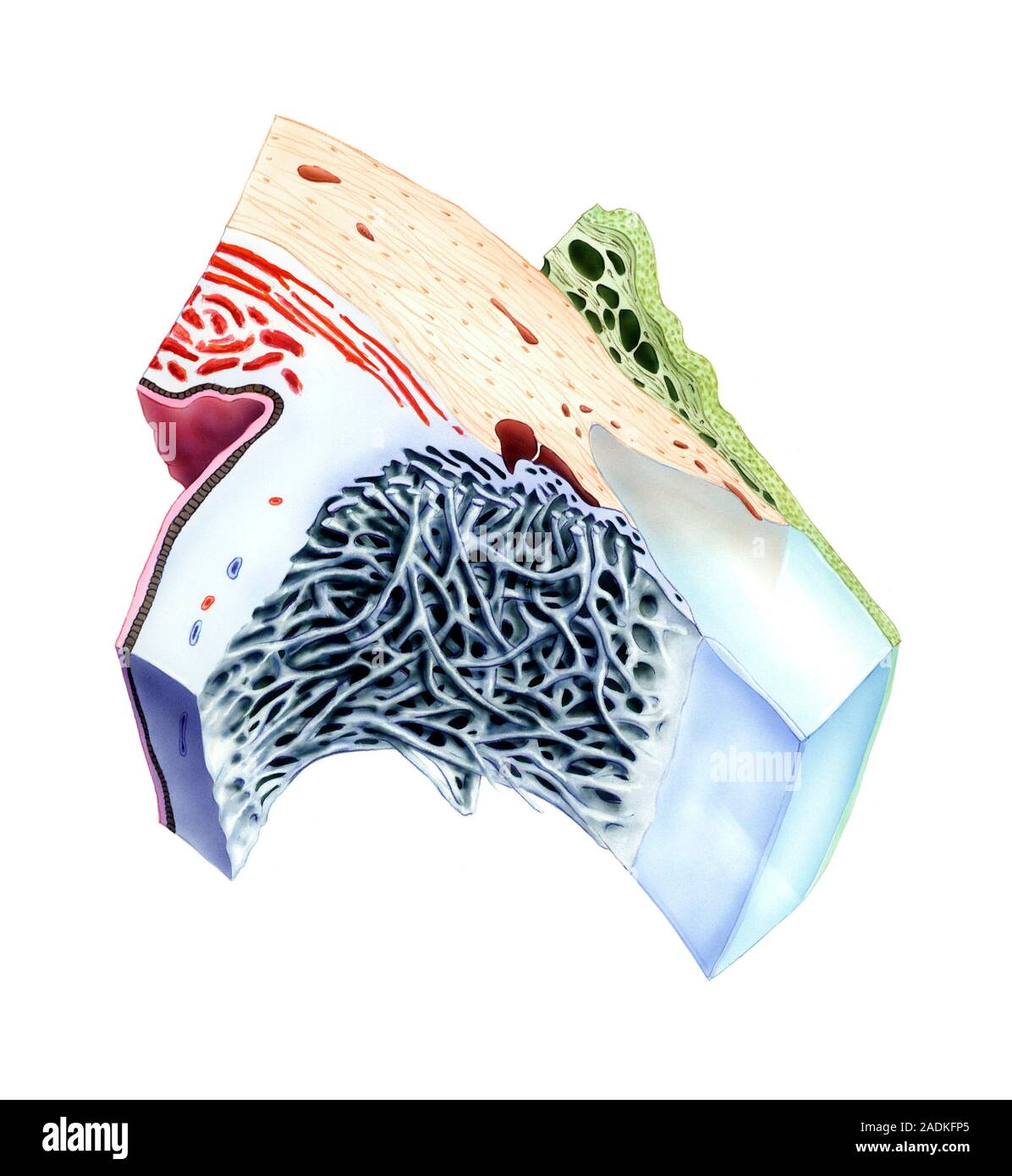 Iridocorneal angle. Artwork of the iridocorneal angle, or filtration ...