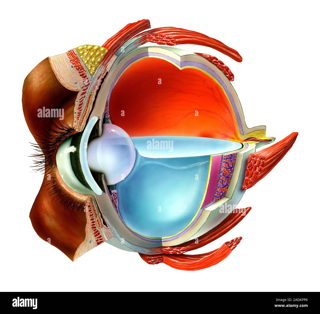Eye anatomy, artwork. At the front of the eye is the cornea (blue), a ...