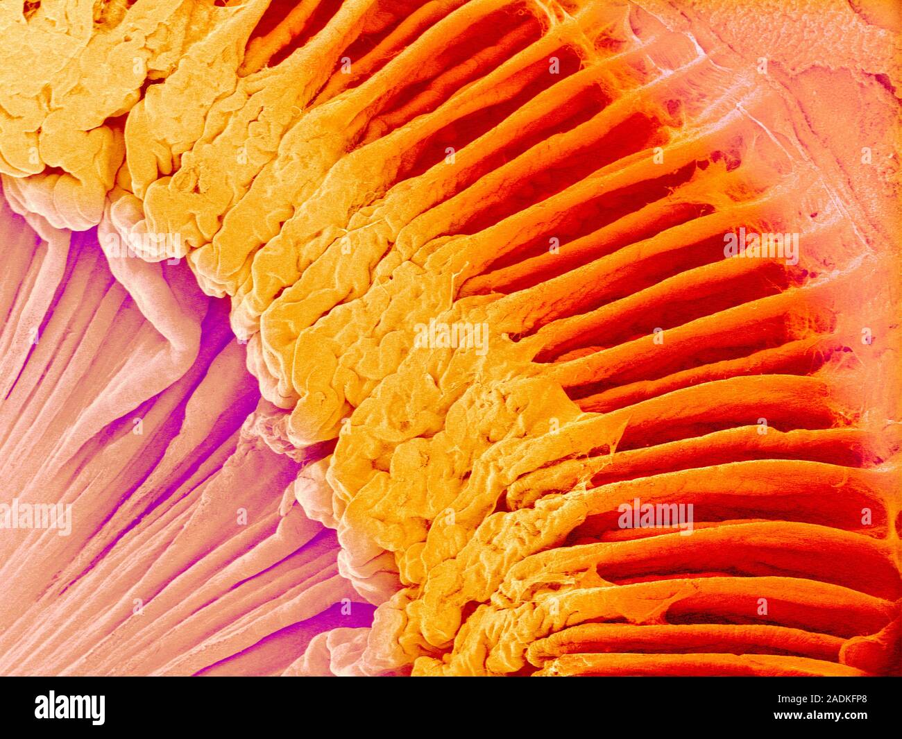 Eye anatomy. Coloured scanning electron micrograph (SEM) of part of the ...