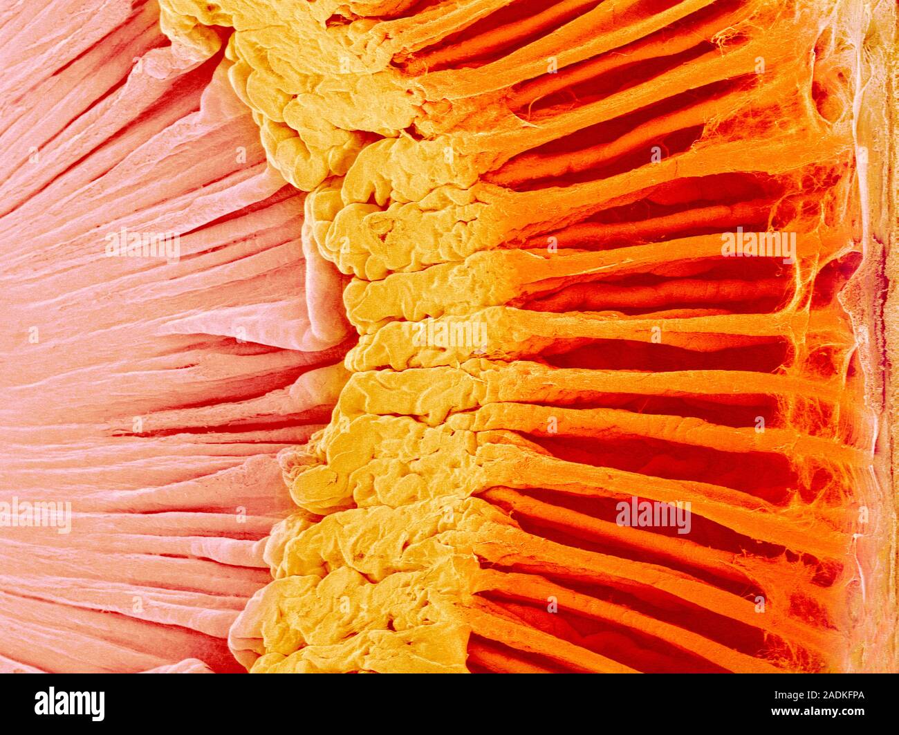 Eye anatomy. Coloured scanning electron micrograph (SEM) of part of the ...