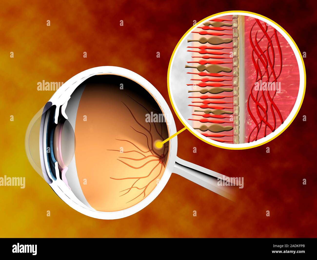 Eye anatomy, computer artwork. At the front of the eye is the cornea ...