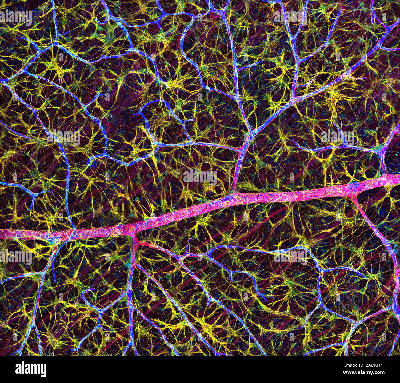 Retina cells. Fluorescent light micrograph of cells in the retina, the ...