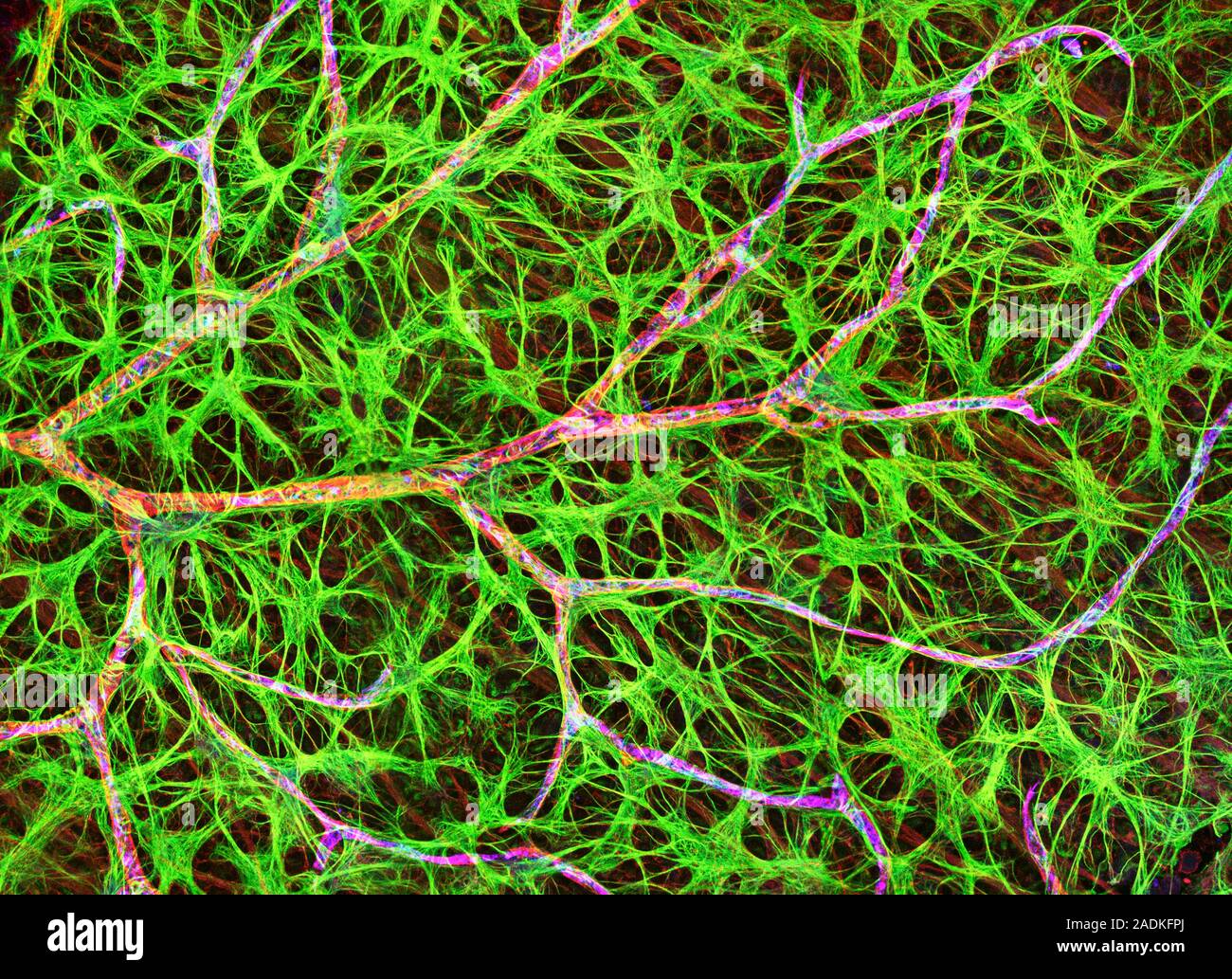 Retina cells. Fluorescent light micrograph of cells in the retina, the ...