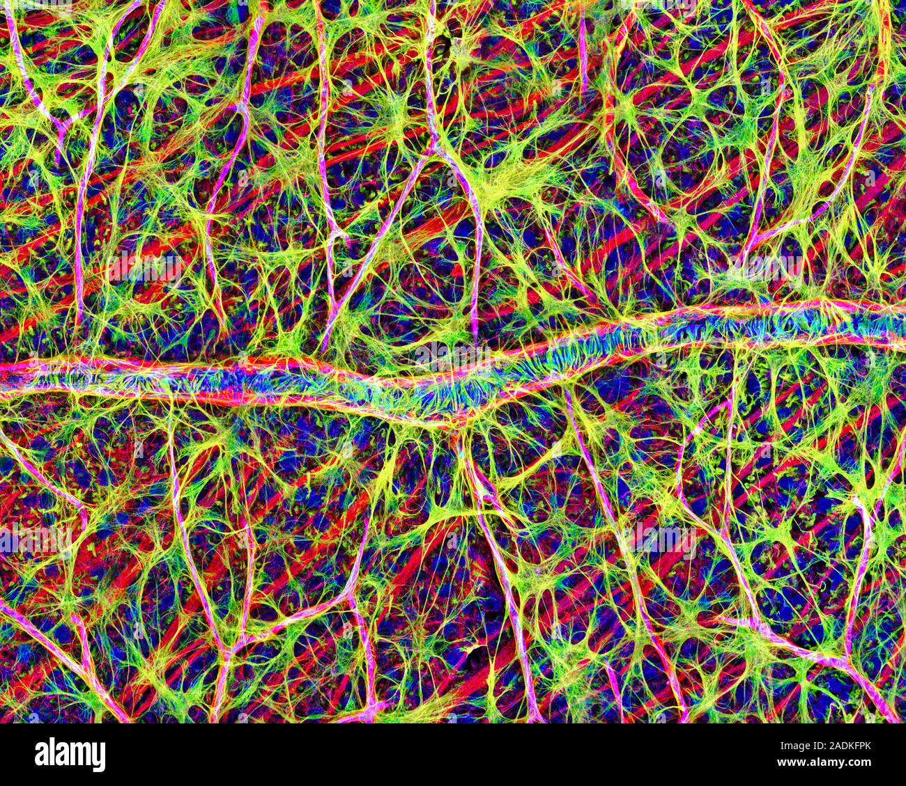 Retina cells. Fluorescent light micrograph of cells in the retina, the ...