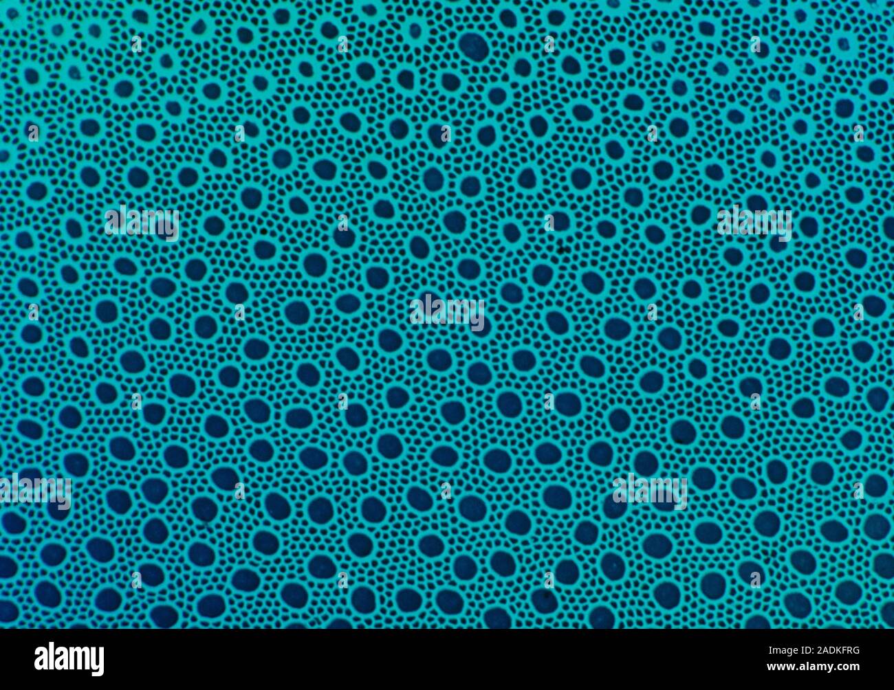 Rods and cones of monkey retina. Light micrograph of a tangential ...