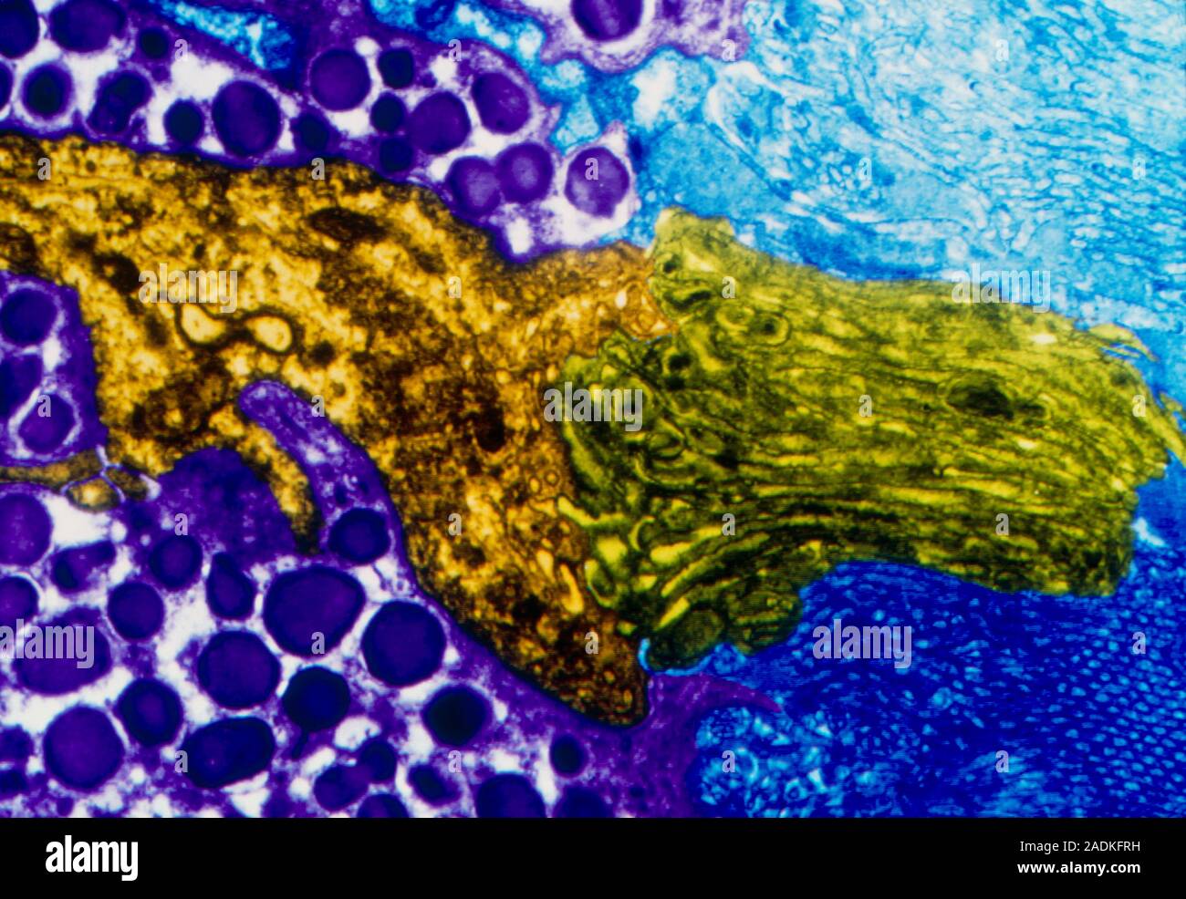 Snail retina cells. Coloured transmission electron micrograph (TEM) of ...