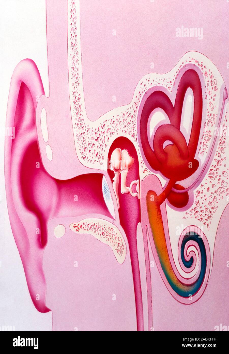 Organs of hearing. Artwork illustrating the hearing organs of the human ...