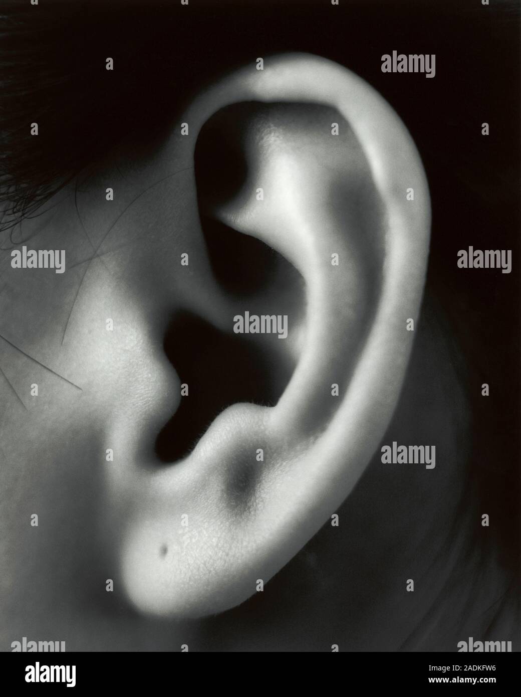 Ear. Close-up of a person's ear seen from the side Stock Photo - Alamy
