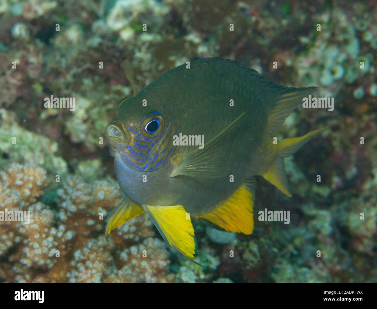 Golden damsel fish hi-res stock photography and images - Alamy