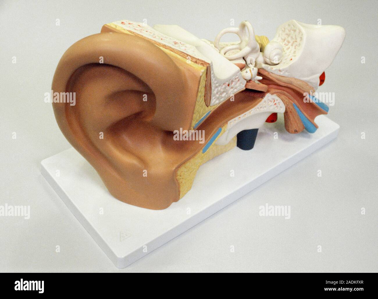 Human ear. Model of a section through a healthy human ear, the organ of ...