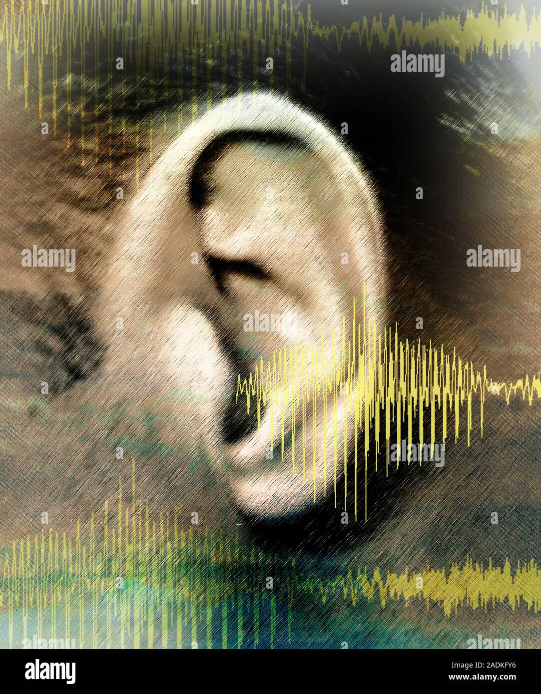 Hearing. Conceptual image showing sound waves and a human ear. This ...