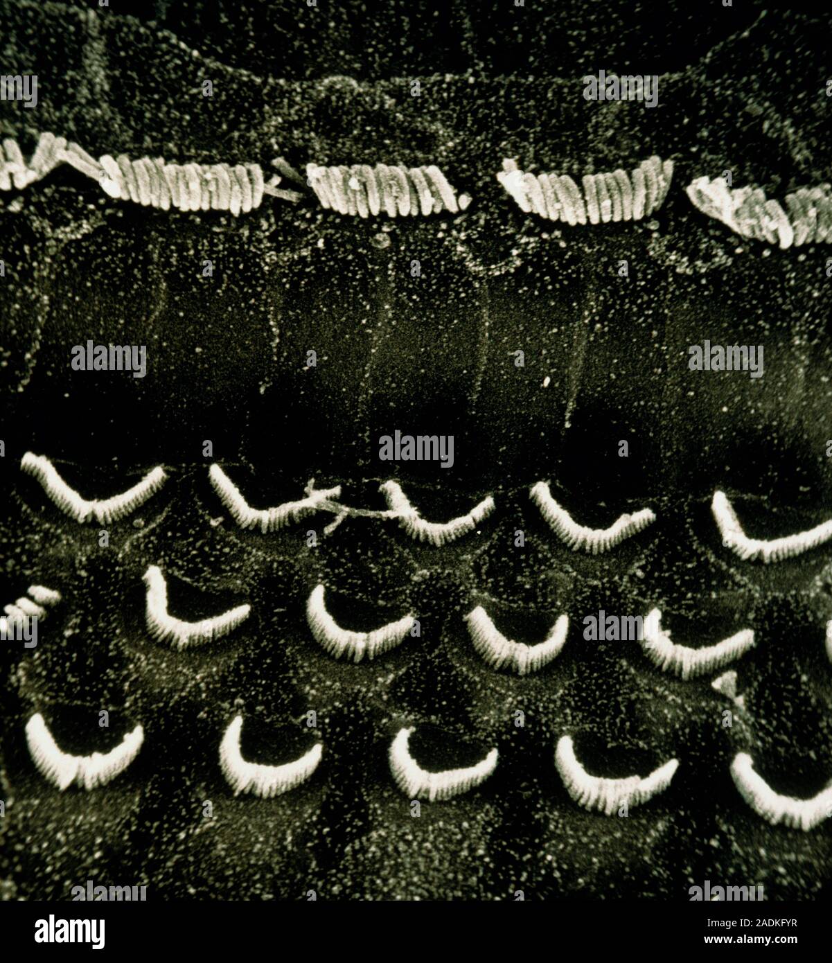 Scanning electron micrograph (SEM) of the surface of the organ of Corti ...
