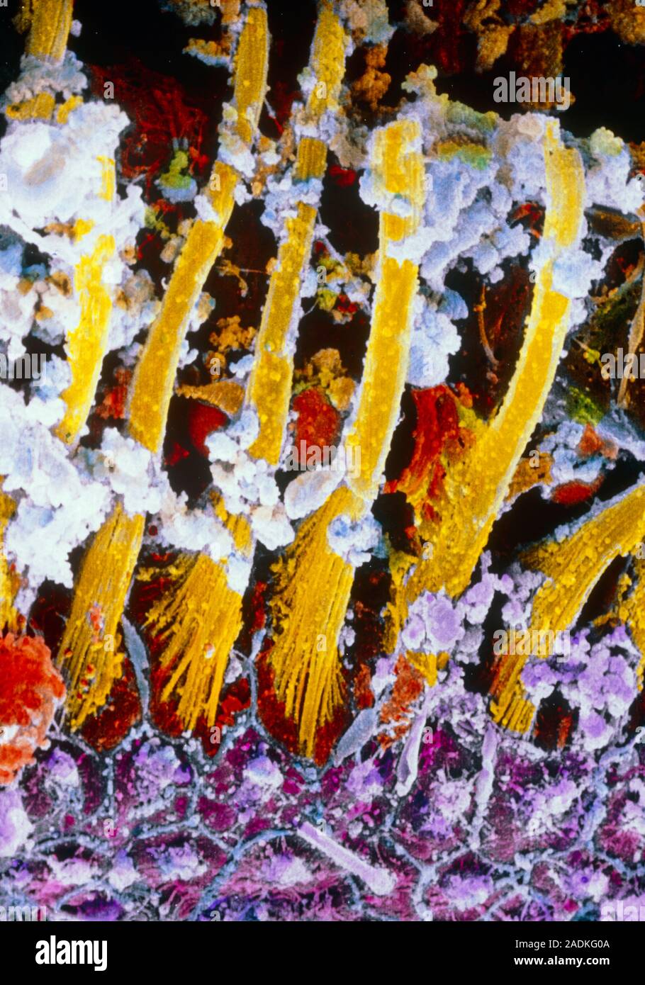 The Organ of Corti. False-colour scanning electron micrograph of a ...