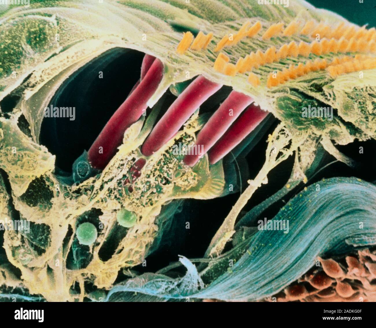 Coloured scanning electron micrograph (SEM) of a section through the ...