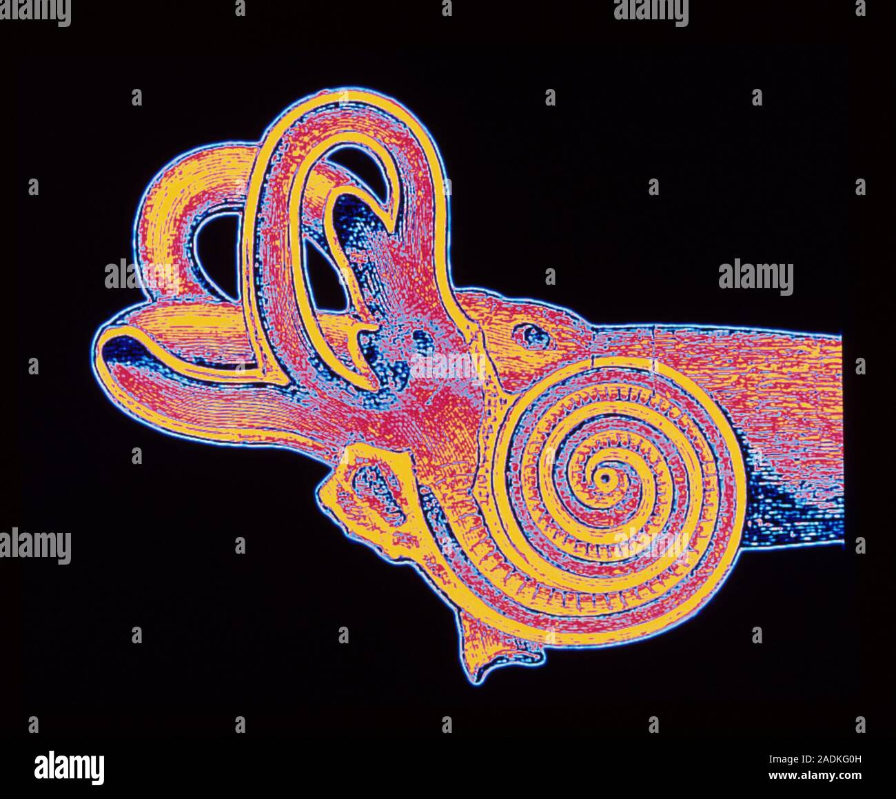Inner ear structures. Computer graphic showing the semi-circular canals ...
