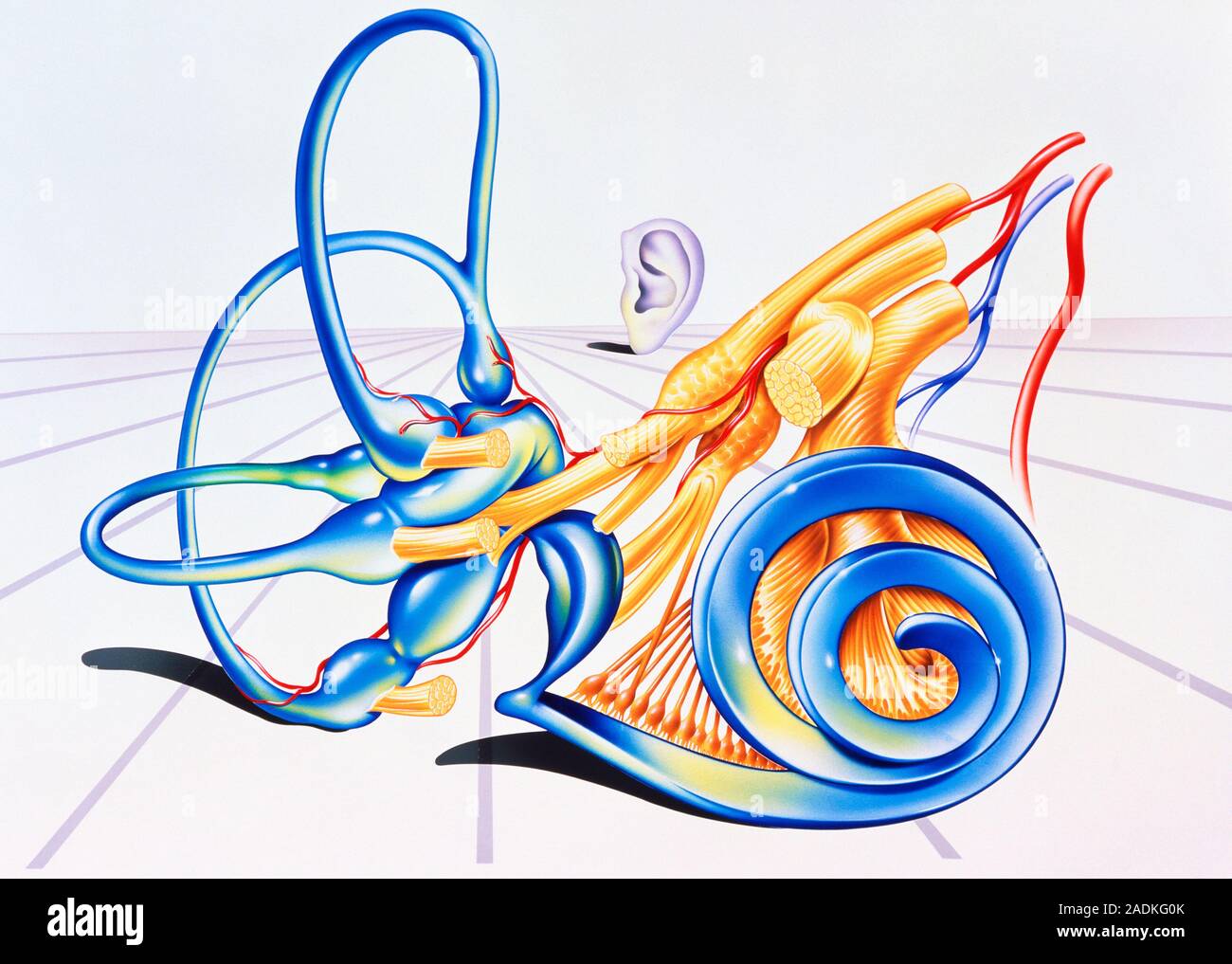 Inner ear. Illustration of the sensory organs of the human inner ear ...