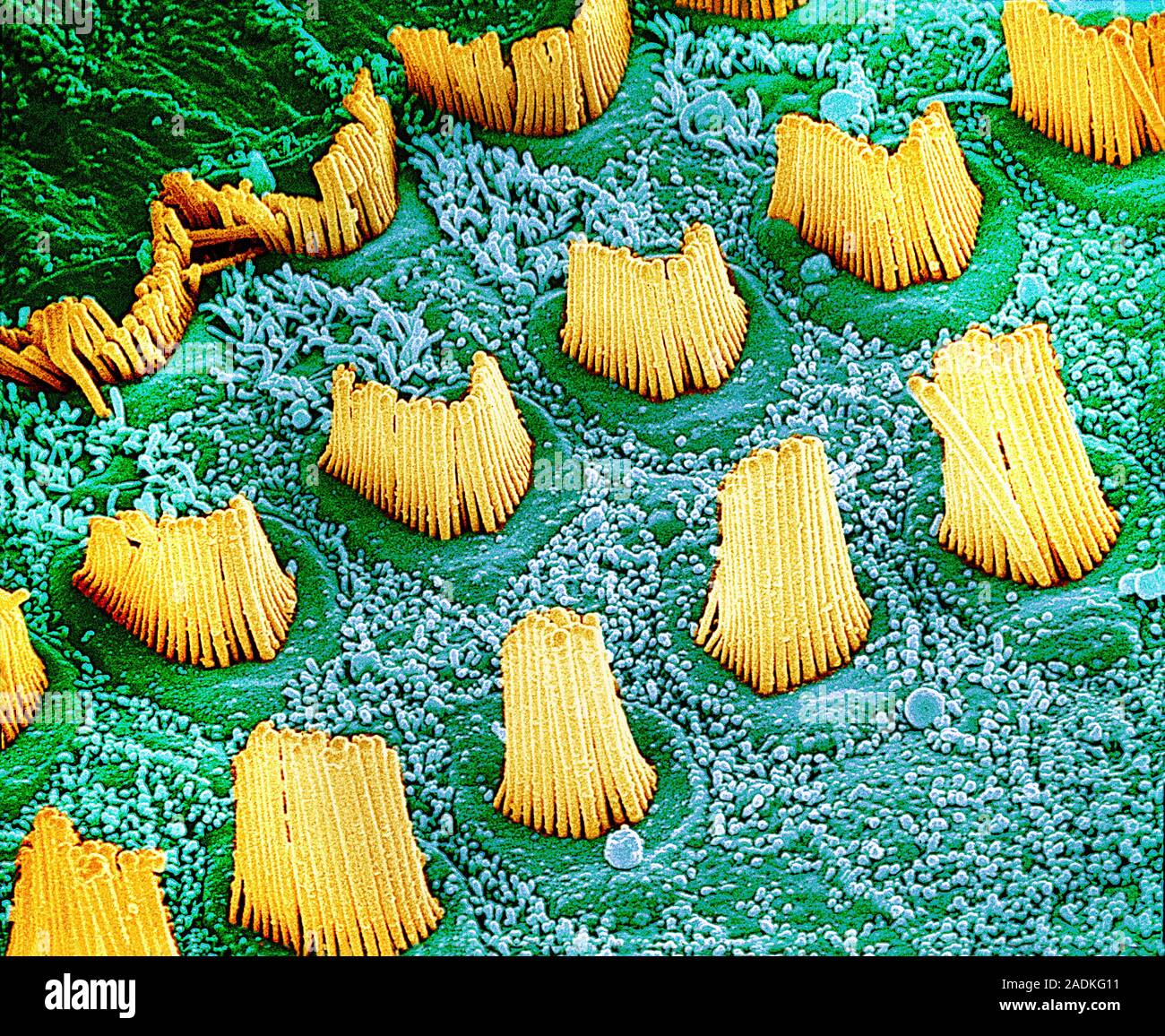 Stereocilia in ear. Coloured scanning electron micrograph (SEM) of ...