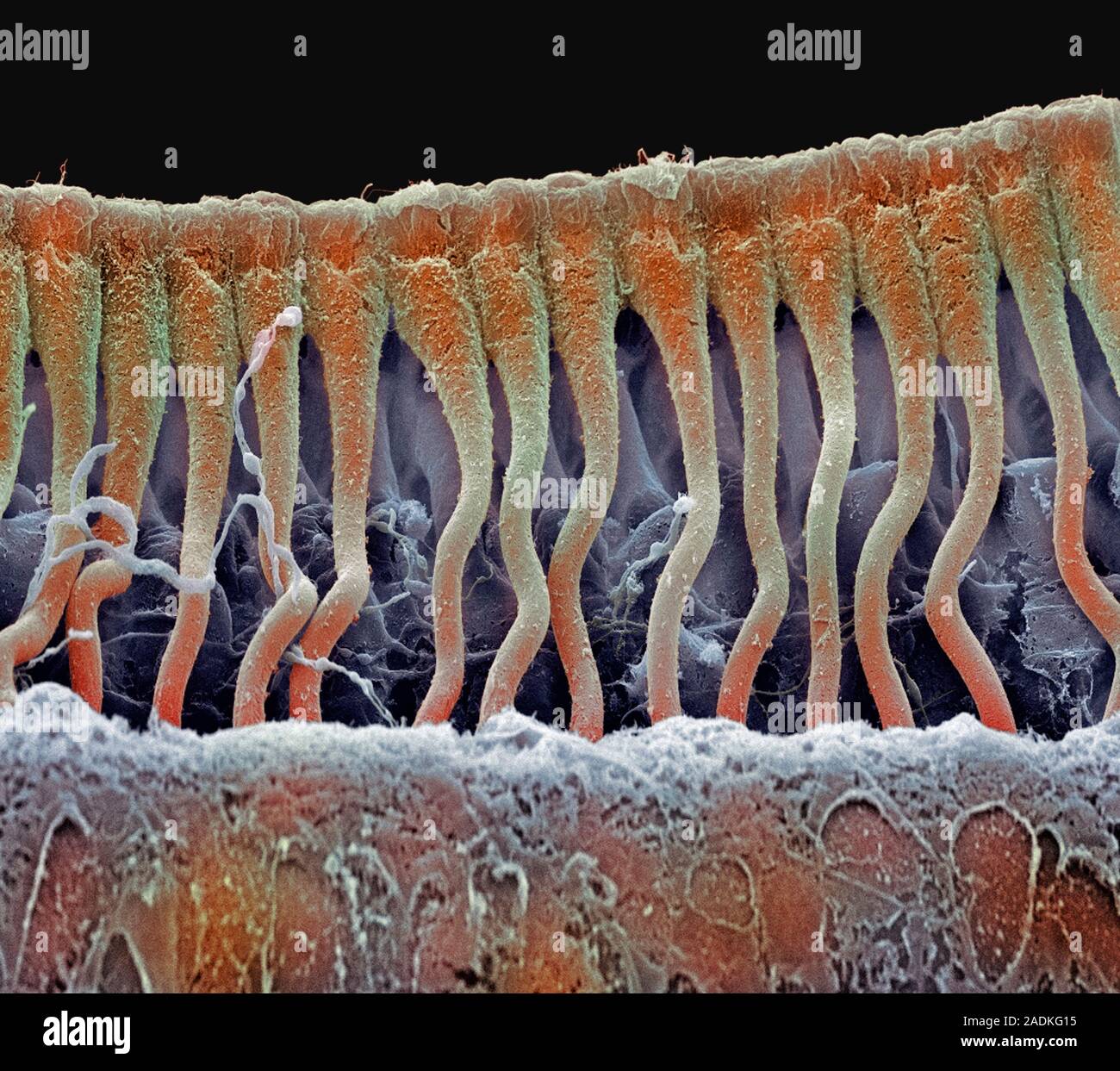 Cochlea cells. Scanning electron micrograph (SEM) of a vertical section ...