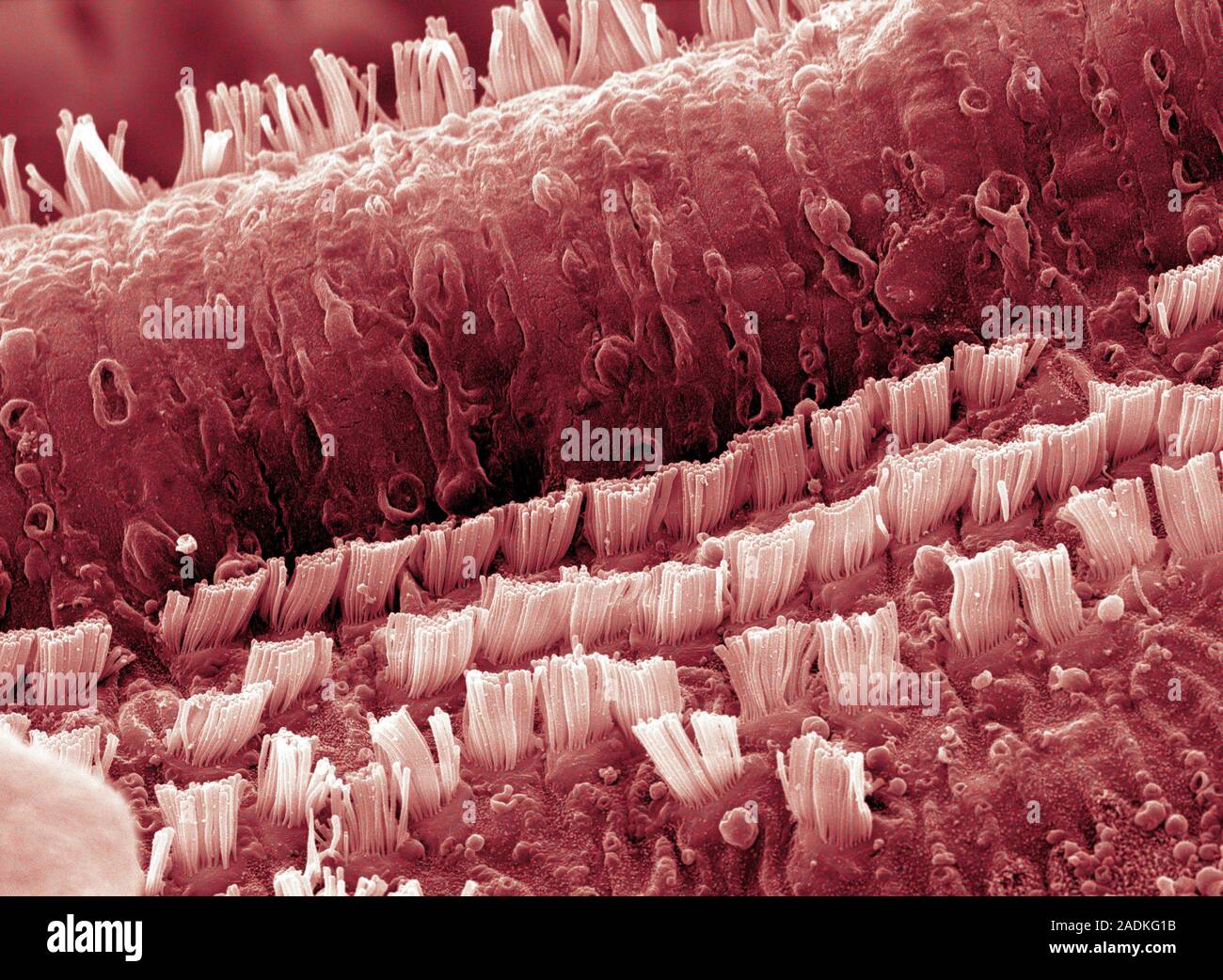 Cochlea cells. Coloured scanning electron micrograph (SEM) of hair ...