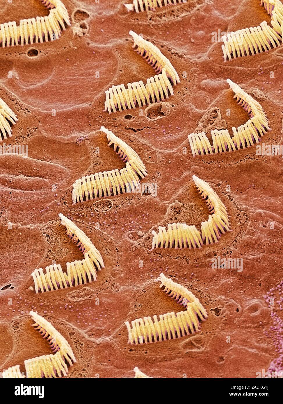 Inner ear hair cells. Coloured scanning electron micrograph (SEM) of ...