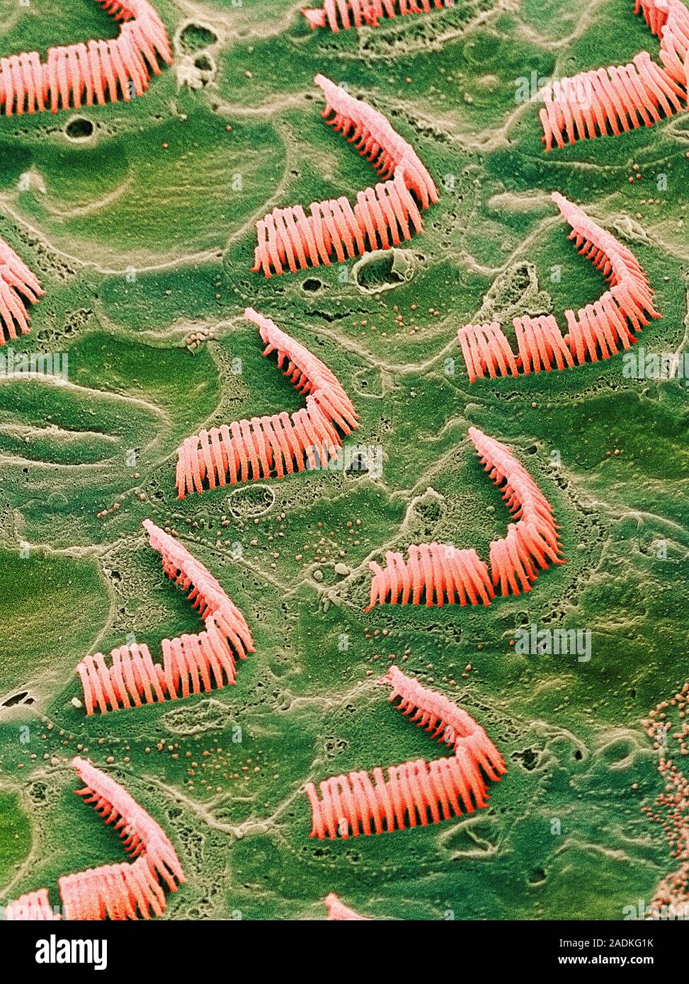 Inner ear hair cells. Coloured scanning electron micrograph (SEM) of ...