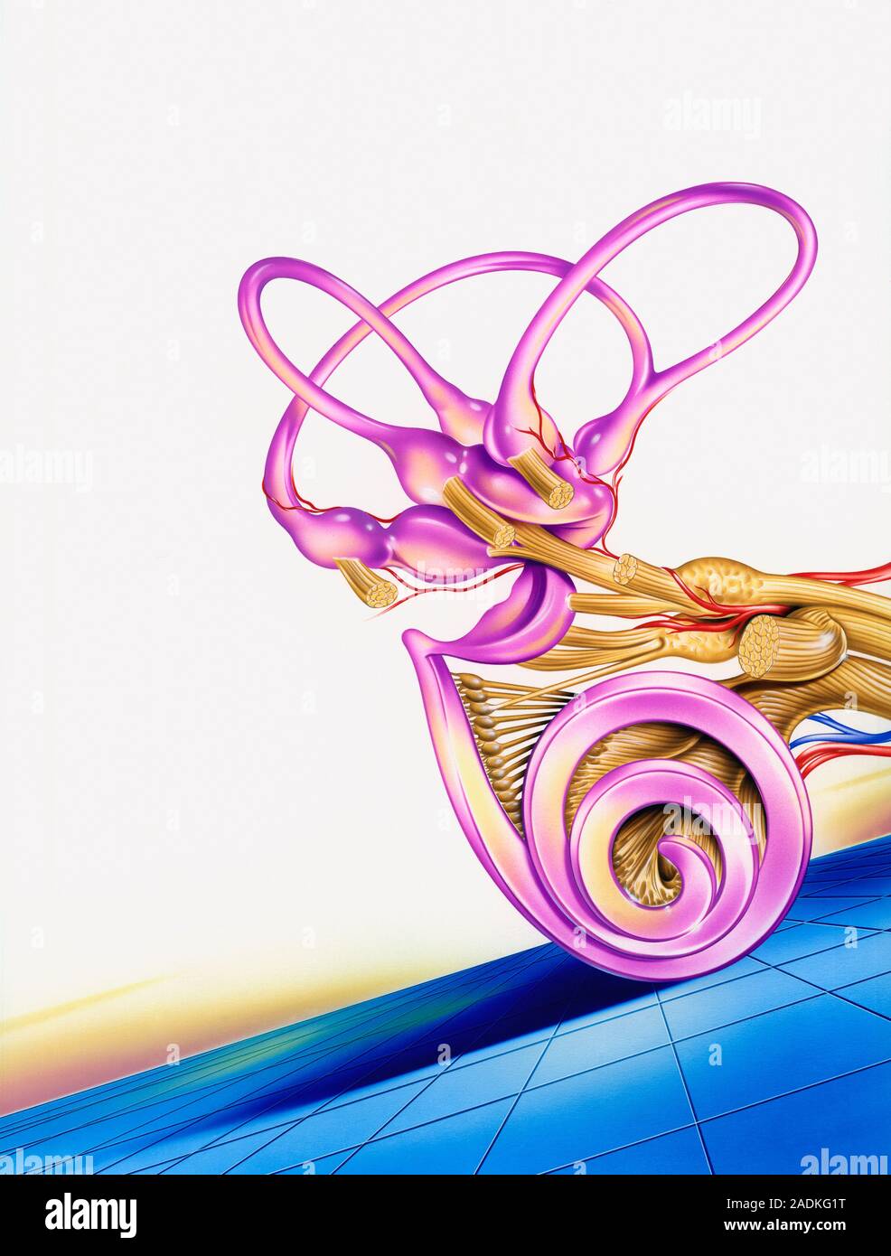 Inner ear. Artwork of the sensory organs of the human inner ear. The ...