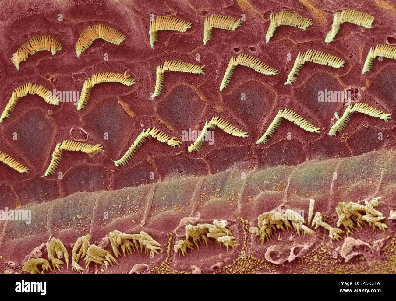 Inner ear hair cells. Coloured scanning electron micrograph (SEM) of ...