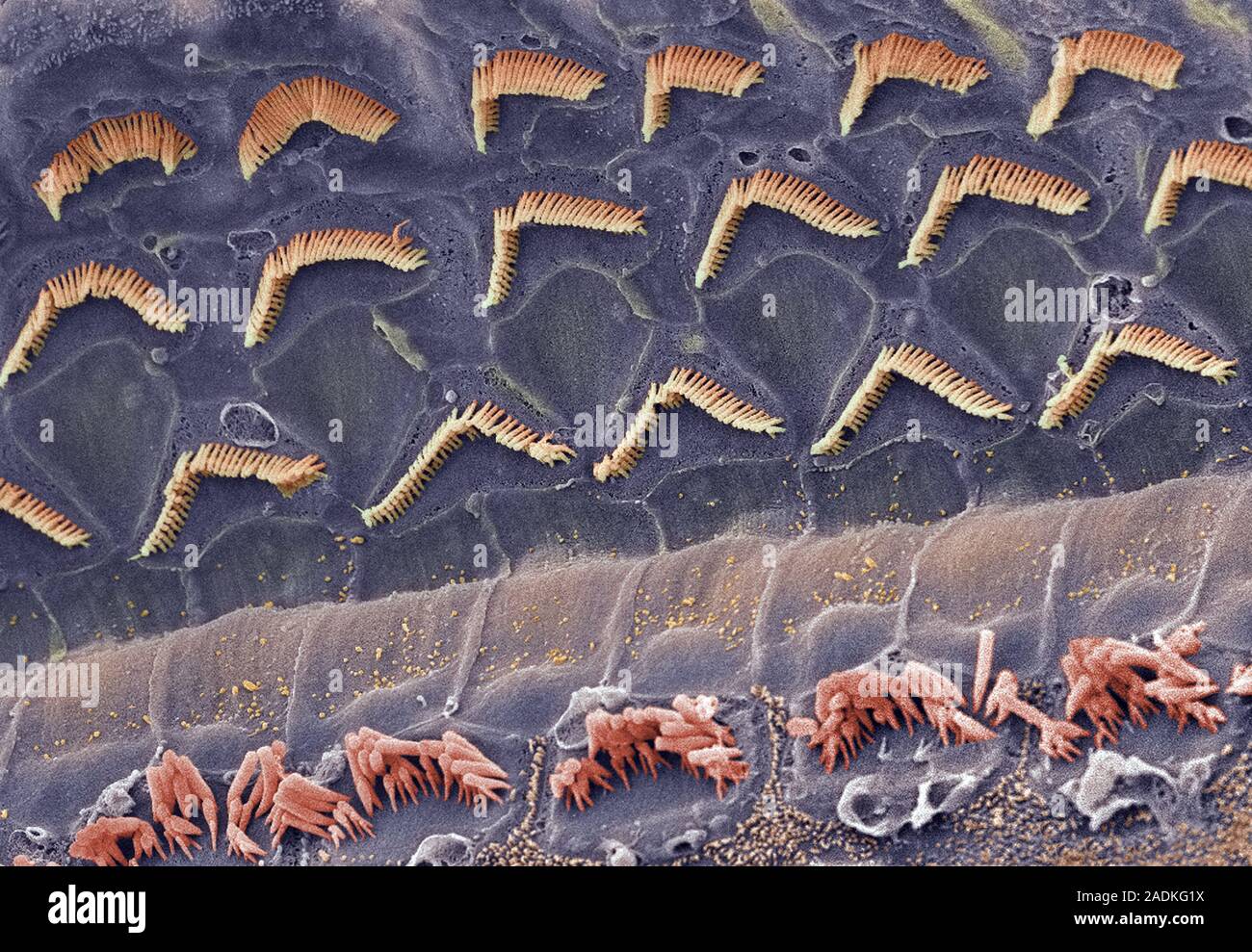 Inner ear hair cells. Coloured scanning electron micrograph (SEM) of ...