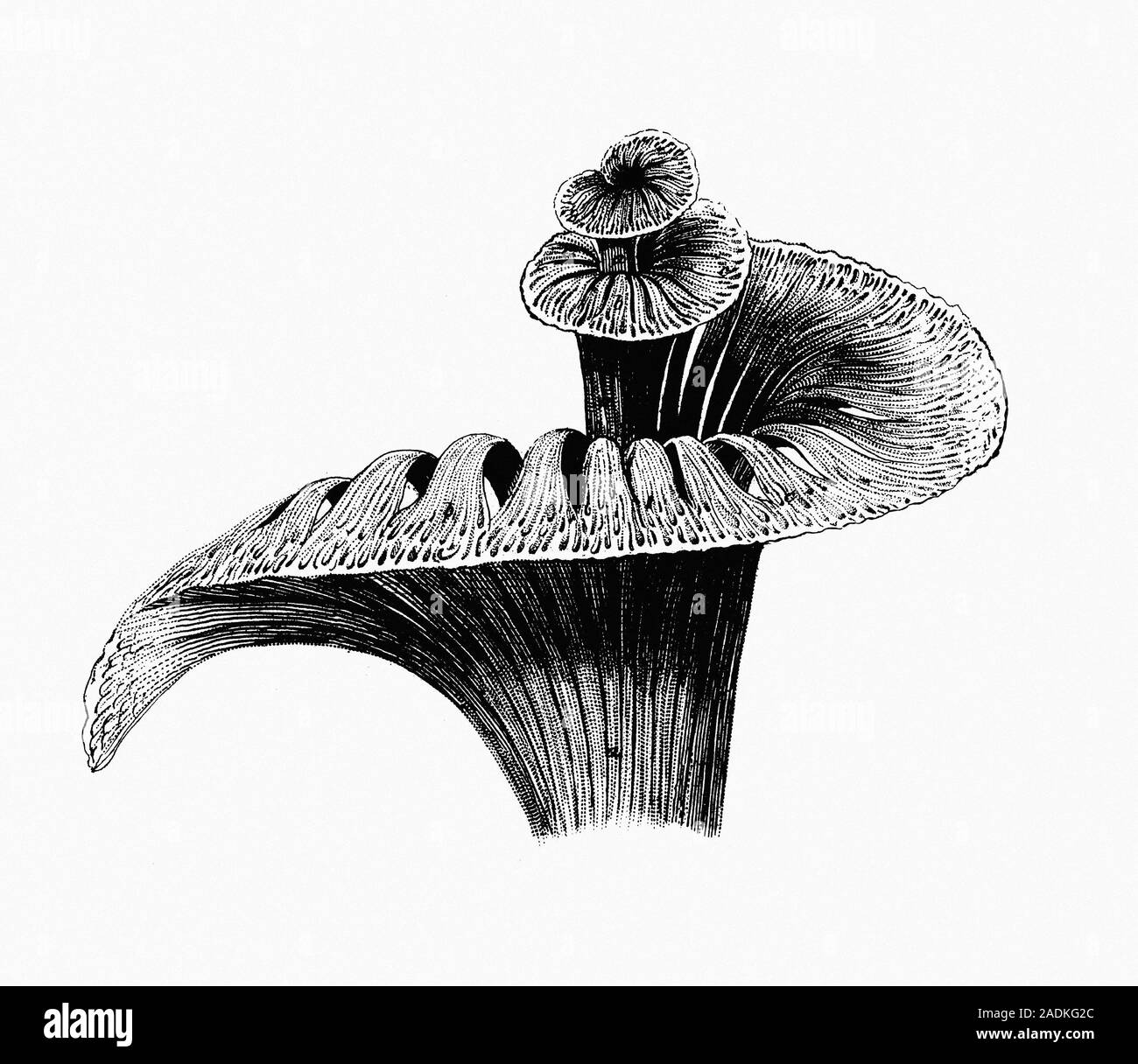 Cochlea, artwork. The cochlea is part of the inner ear and is a hollow ...