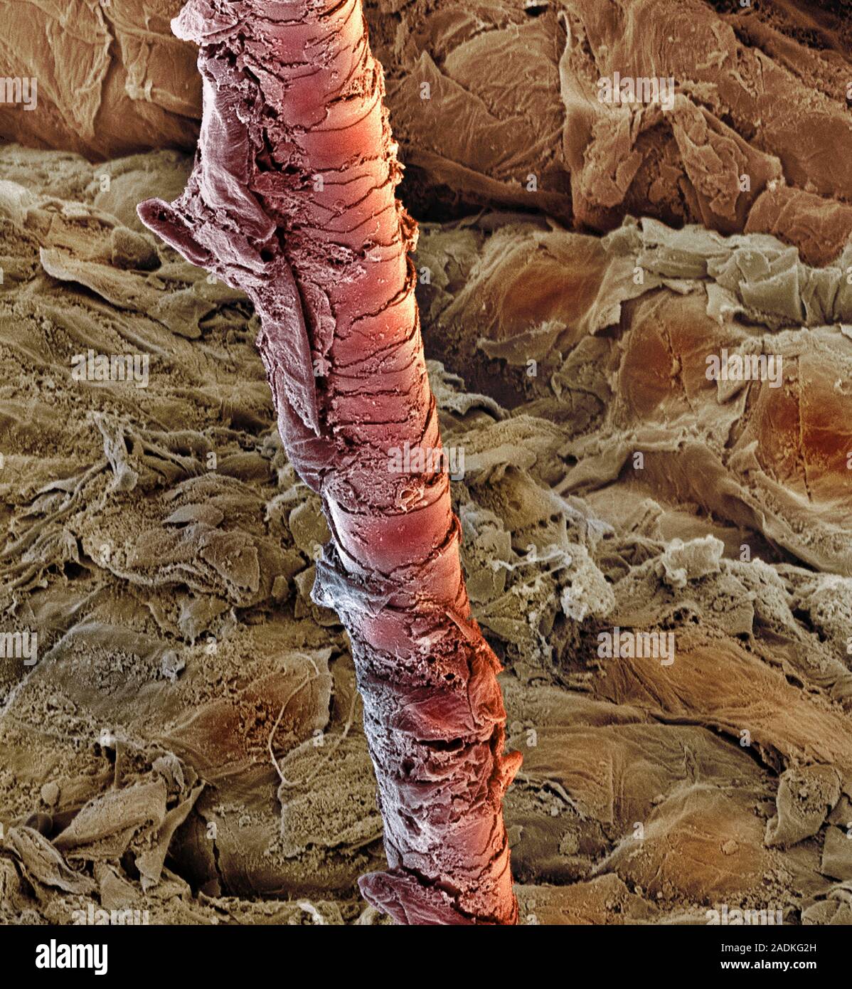 Ear canal. Coloured scanning electron micrograph (SEM) of a hair (red ...