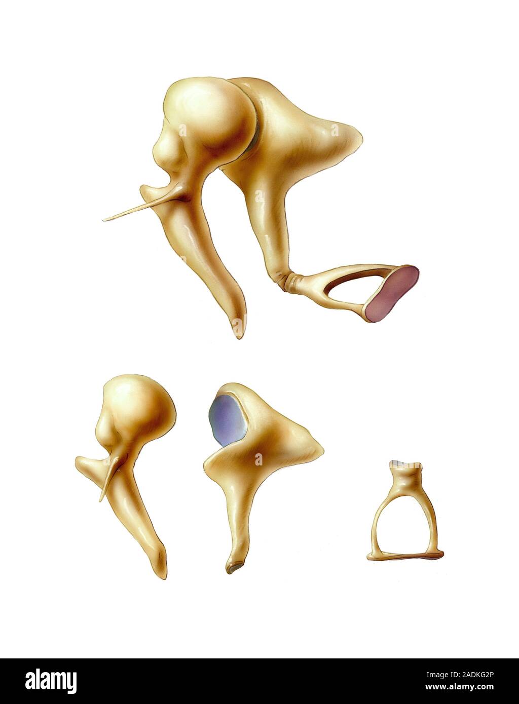 Middle ear bones. Artwork of the auditory ossicles, the three smallest ...