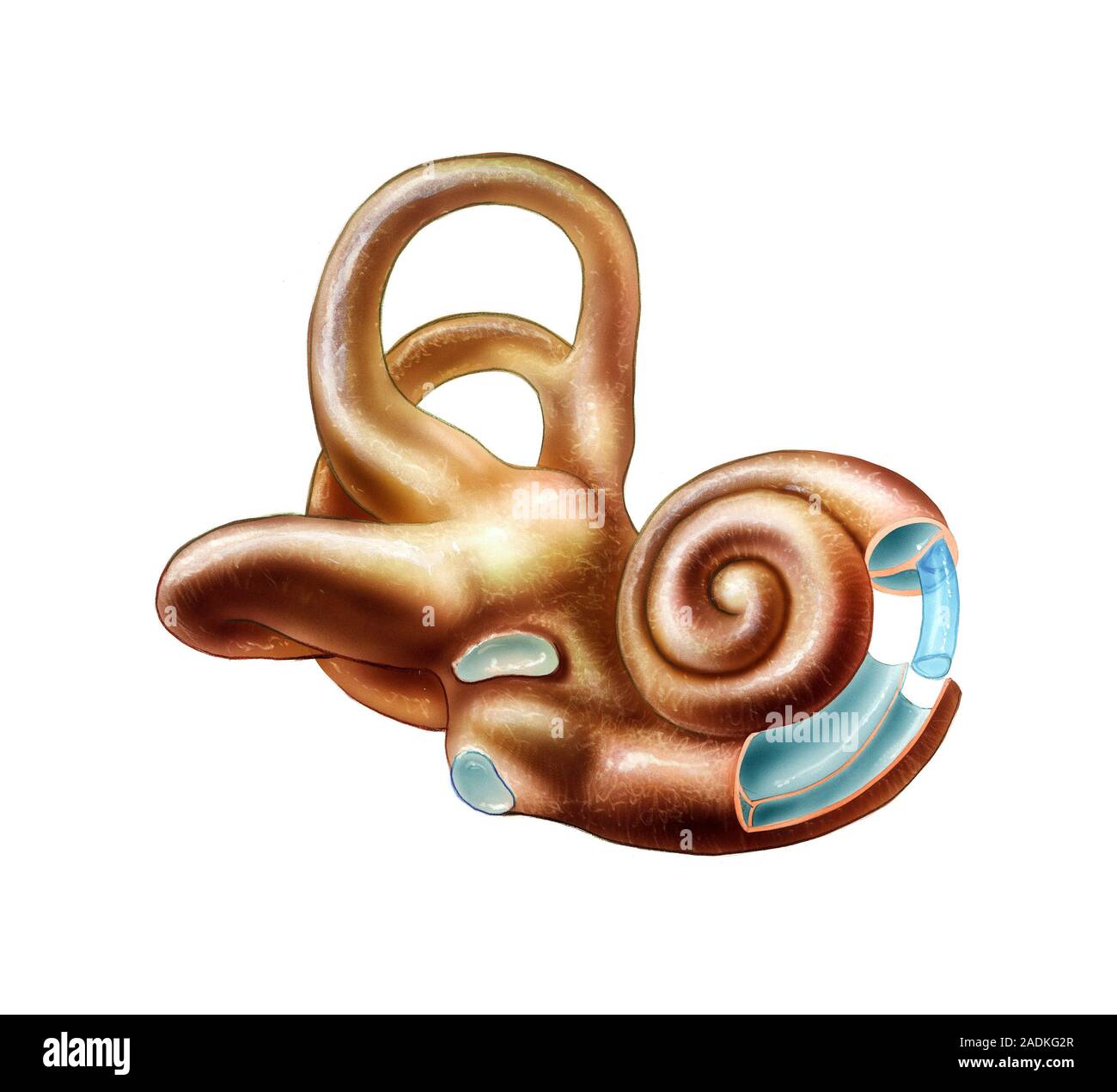 Inner ear. Artwork of the labyrinth, the fluid- filled passages of the ...