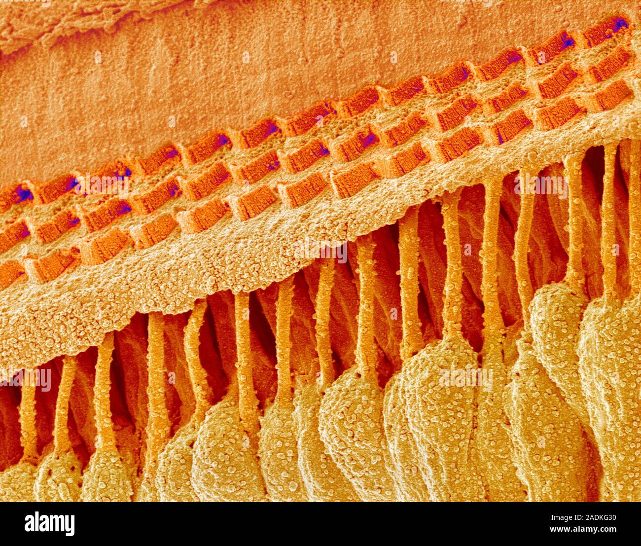 Sensory hair cells in ear. Coloured scanning electron micrograph (SEM ...