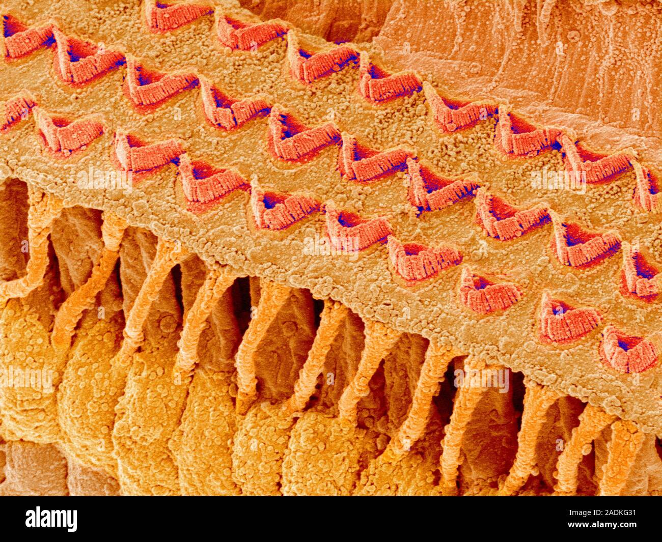 Sensory hair cells in ear. Coloured scanning electron micrograph (SEM ...